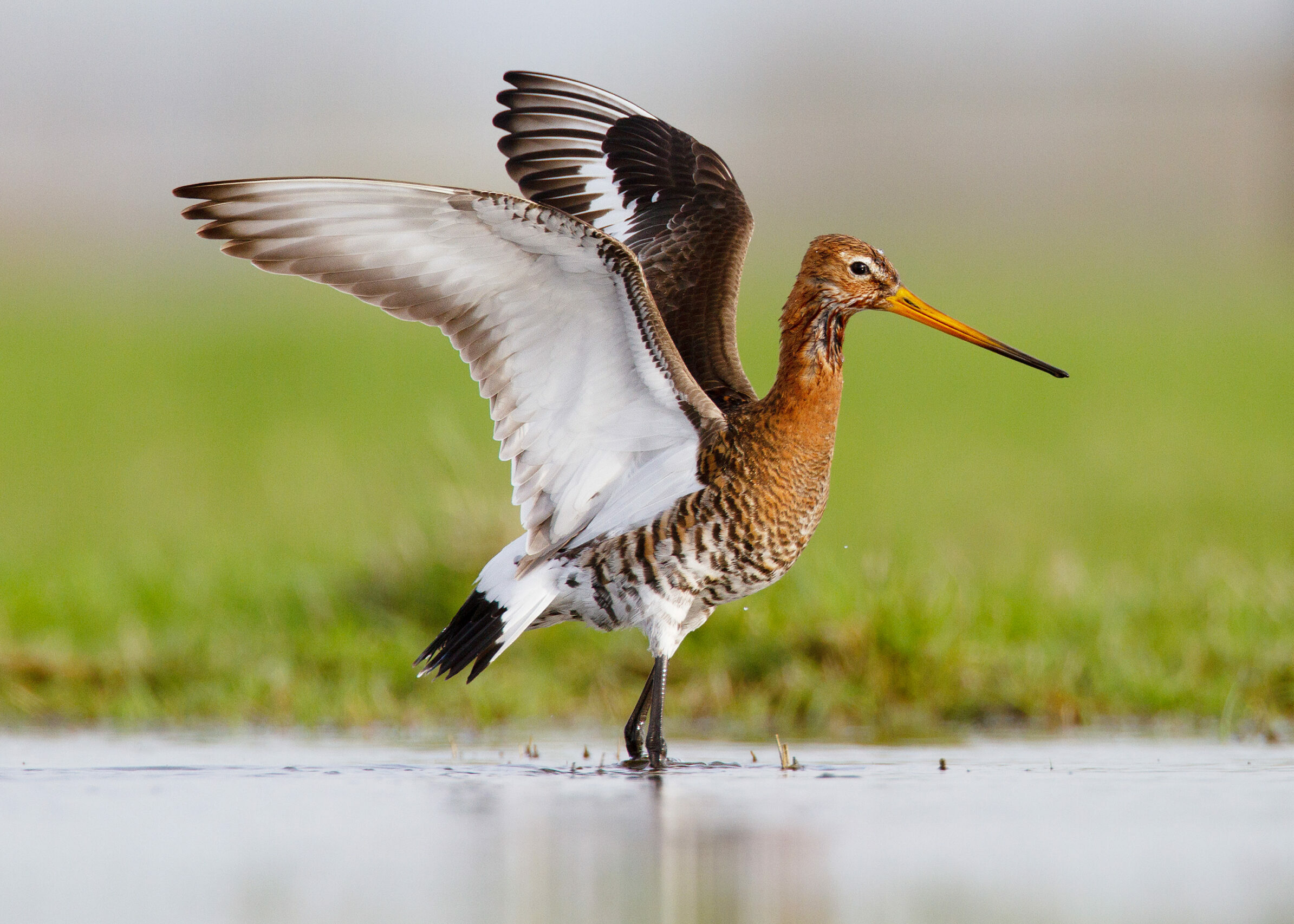 Continu werken aan verbetering van leefgebieden voor onze weidevogels - Jaarverslag 2023